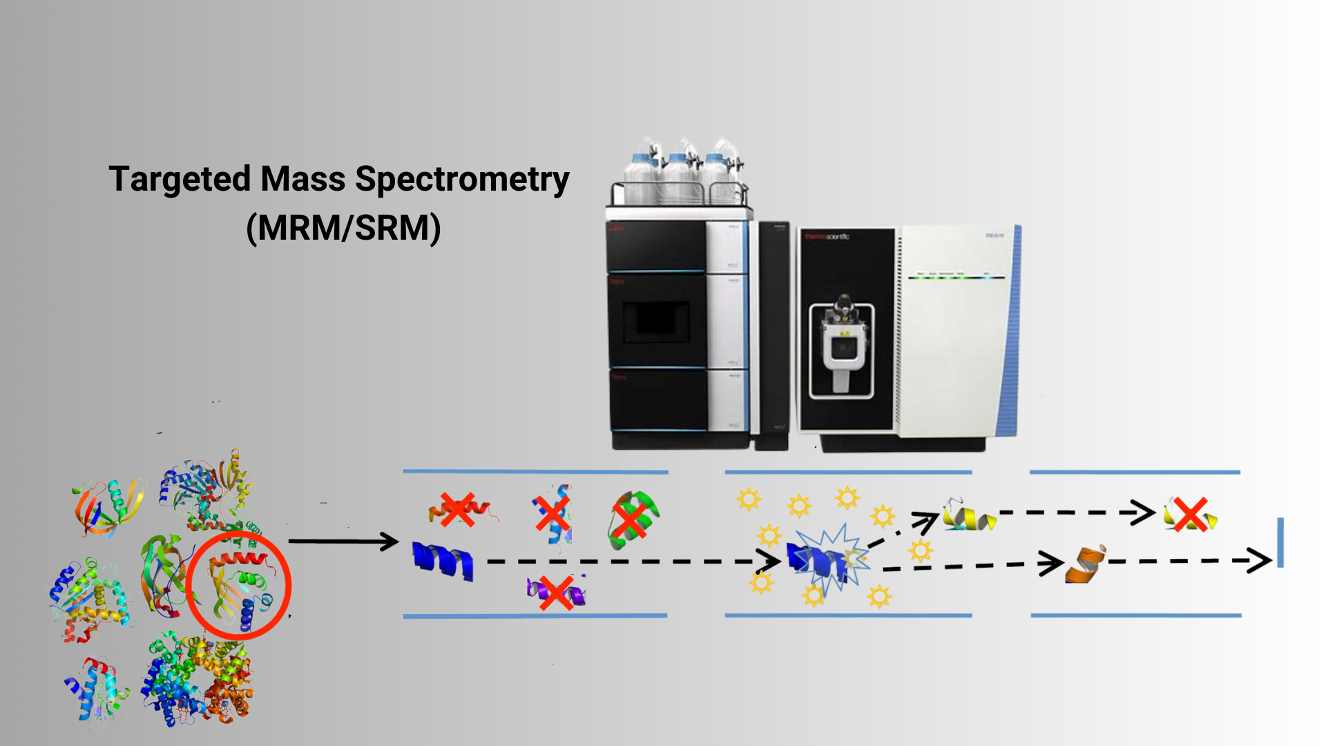 Targeted Mass Spectrometry (MRM-SRM) – Proteomics International